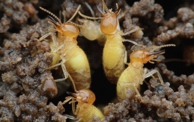 Is Professional Termite Control A Necessity During Termite Season In ...