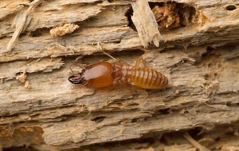 Some Of The Signs Of Termites In Cincinnati And The Surrounding Areas ...