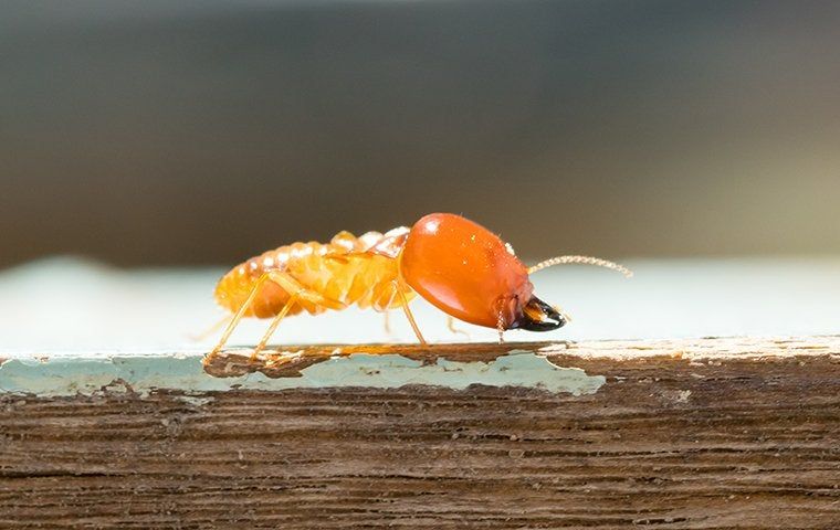 Pest Spotlight: Subterranean Termites In Cincinnati | 1 Stop Pest Control